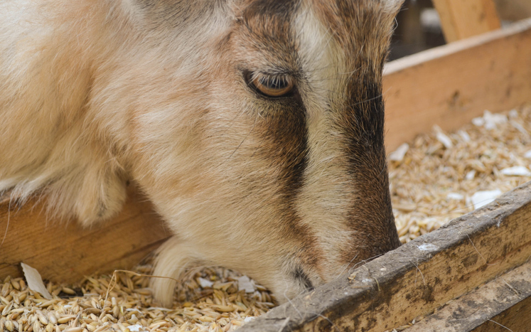 Understanding the Goat Digestive System - Goat Journal